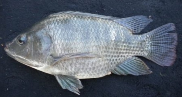 Mengenal Ciri dan Karakteristik Ikan Nila serta Manfaat Mengonsumsi ...