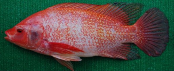 Mengenal Ciri dan Karakteristik Ikan Nila serta Manfaat Mengonsumsi ...