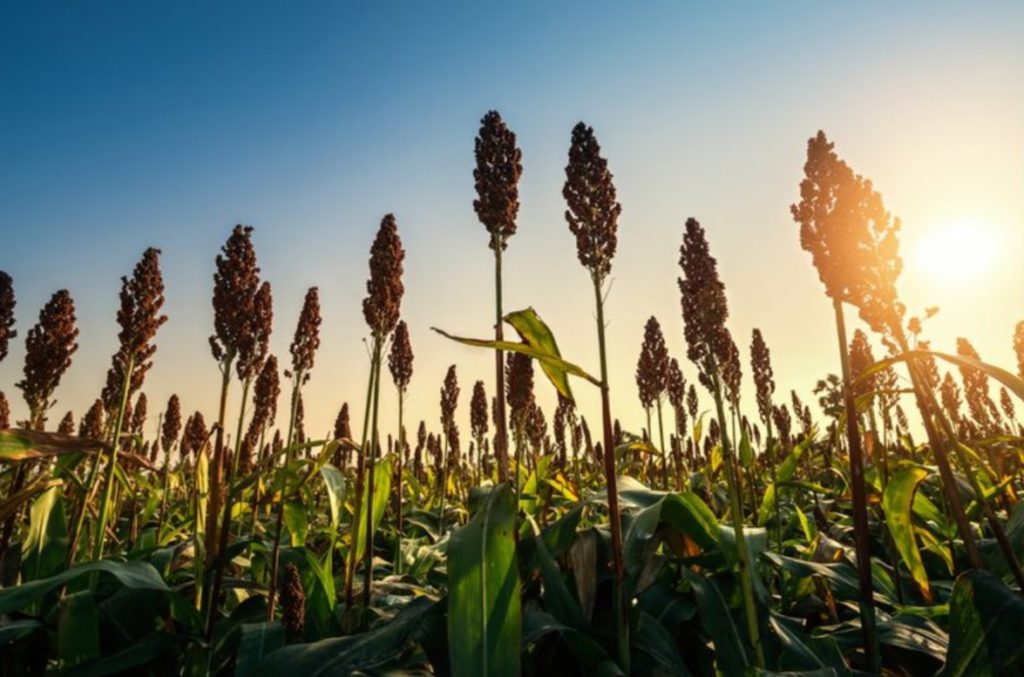 13 Tanaman Pangan yang Dapat Kamu Budidayakan di Rumah