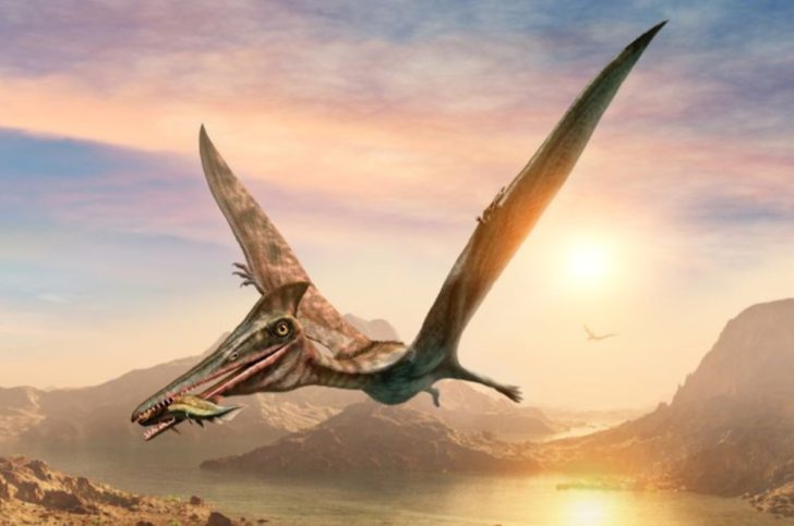 Mengenal 11 Ragam Dinosaurus Terbang dan Karakternya