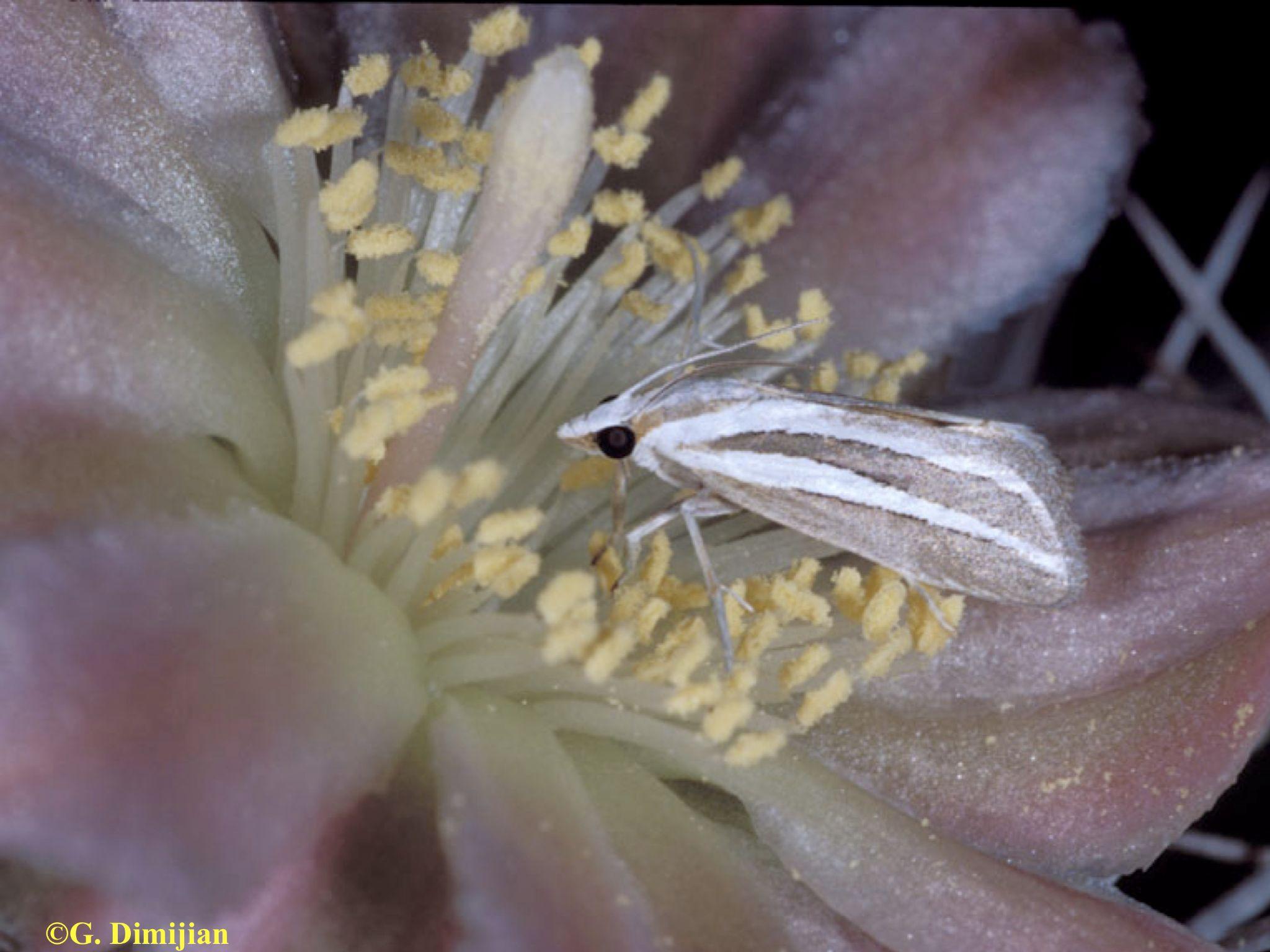 Pengertian Simbiosis Mutualisme dan Contohnya di Lingkungan