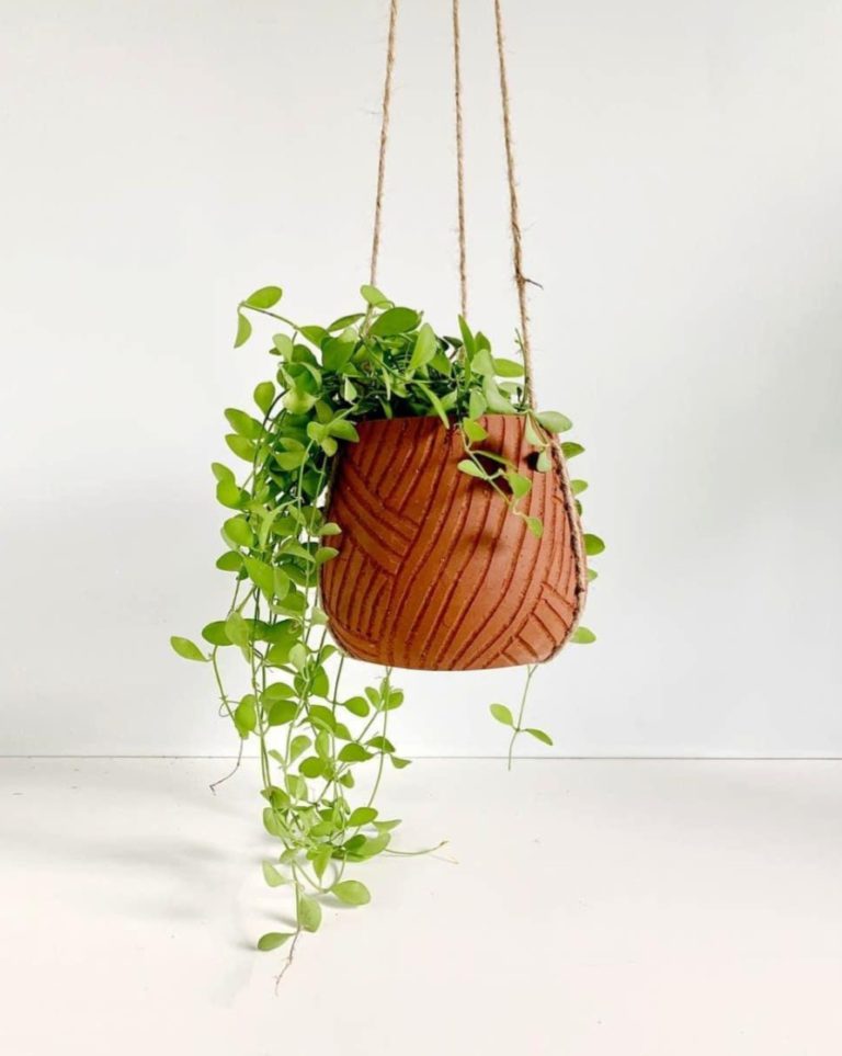15 Tanaman Hias Gantung yang Tepat untuk Mempercantik Rumahmu!