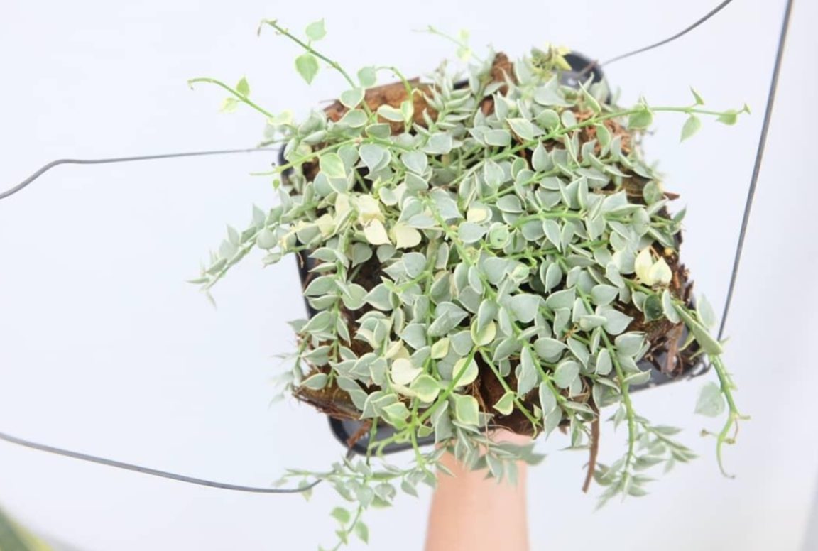 15 Tanaman Hias Gantung yang Tepat untuk Mempercantik Rumahmu!