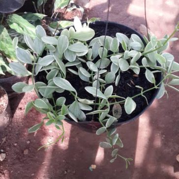 15 Tanaman Hias Gantung yang Tepat untuk Mempercantik Rumahmu!