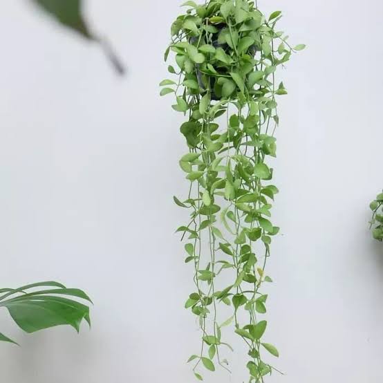 15 Tanaman Hias Gantung yang Tepat untuk Mempercantik Rumahmu!