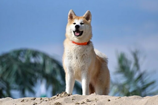 Jenis-jenis Anjing Peliharaan yang Lucu dan Menggemaskan - Best Seller ...