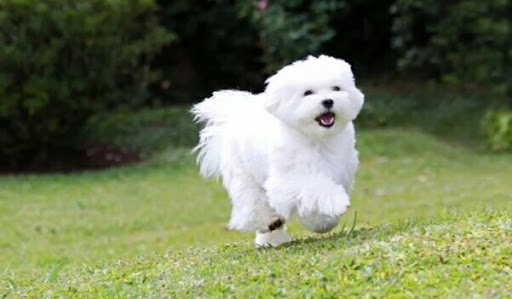 Jenis-jenis Anjing Peliharaan yang Lucu dan Menggemaskan - Best Seller ...