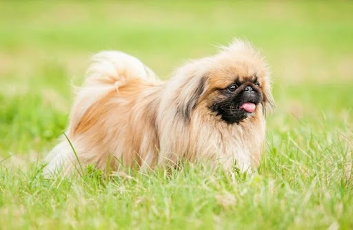 Jenis-jenis Anjing Peliharaan yang Lucu dan Menggemaskan - Best Seller ...