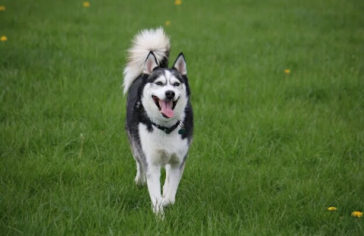 Jenis-jenis Anjing Peliharaan yang Lucu dan Menggemaskan - Best Seller ...