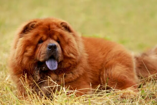 Jenis-jenis Anjing Peliharaan yang Lucu dan Menggemaskan - Best Seller ...