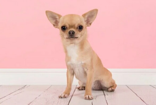 Jenis-jenis Anjing Peliharaan yang Lucu dan Menggemaskan - Best Seller ...