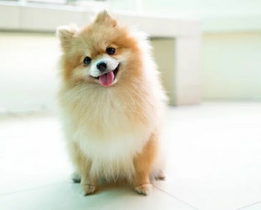 Jenis-jenis Anjing Peliharaan yang Lucu dan Menggemaskan - Best Seller ...