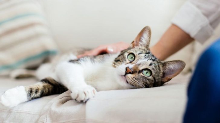 Tips Cara Merawat Kucing Agar Sehat dan Bersih - Best Seller Gramedia