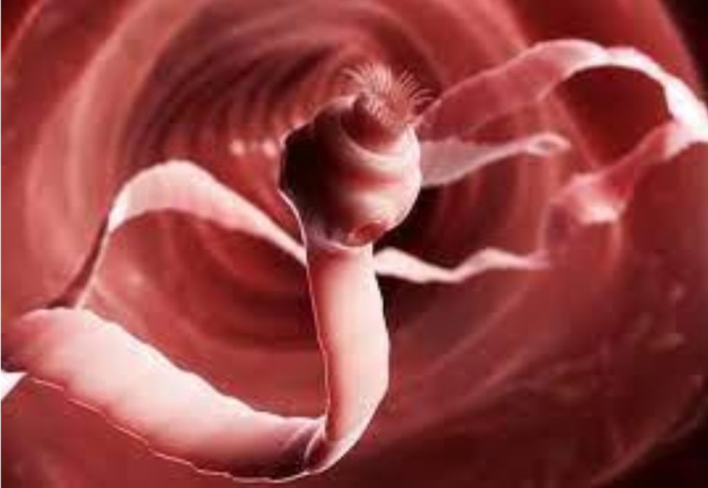 Contoh Simbiosis Parasitisme dan Ciri-Ciri Makhluk Hidup Lainnya - Best ...