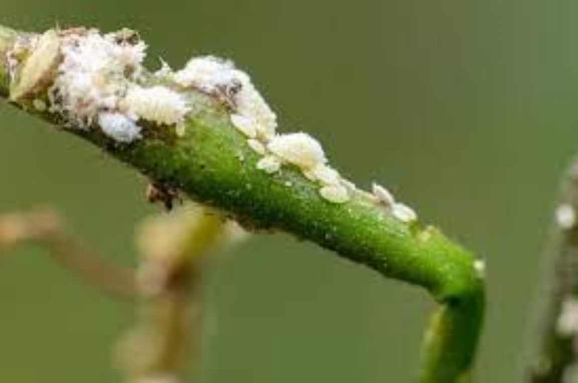 Contoh Simbiosis Parasitisme dan Ciri-Ciri Makhluk Hidup Lainnya - Best ...