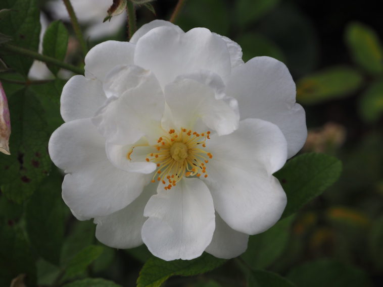 Mengenal Jenis Bunga Mawar dengan Berbagai Warna yang Menawan