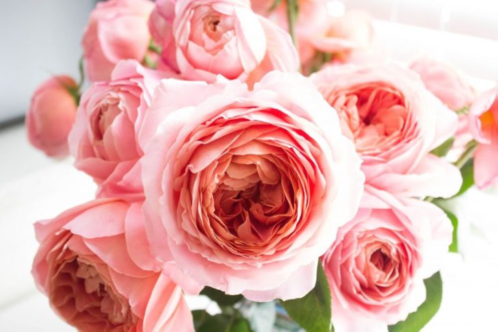 Mengenal Jenis Bunga Mawar dengan Berbagai Warna yang Menawan