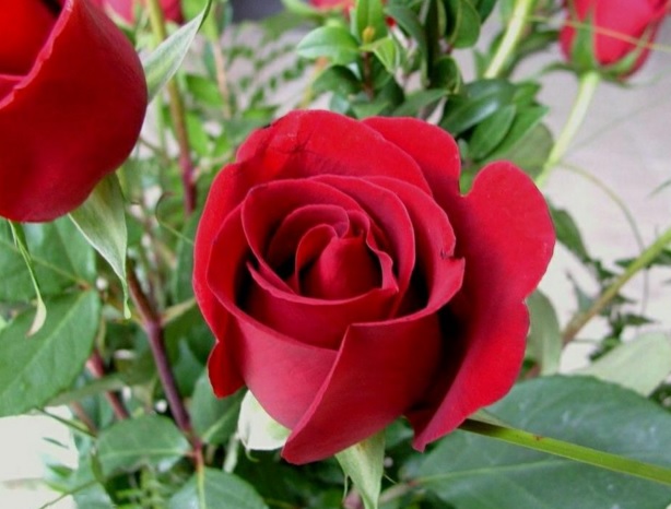 Mengenal Jenis Bunga Mawar dengan Berbagai Warna yang Menawan