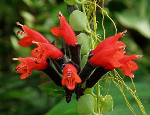 Mengenal Jenis-jenis Bunga Gatung yang Cocok Untuk Hiasan Rumah