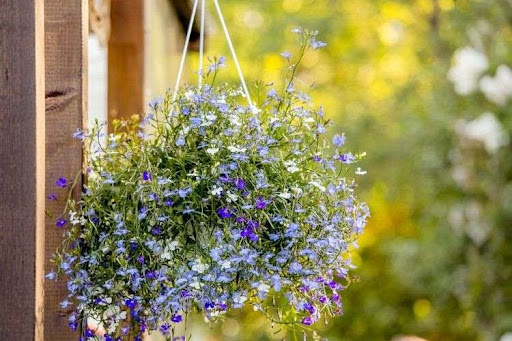 Mengenal Jenis-jenis Bunga Gatung yang Cocok Untuk Hiasan Rumah