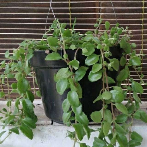 Mengenal Jenis-jenis Bunga Gatung yang Cocok Untuk Hiasan Rumah