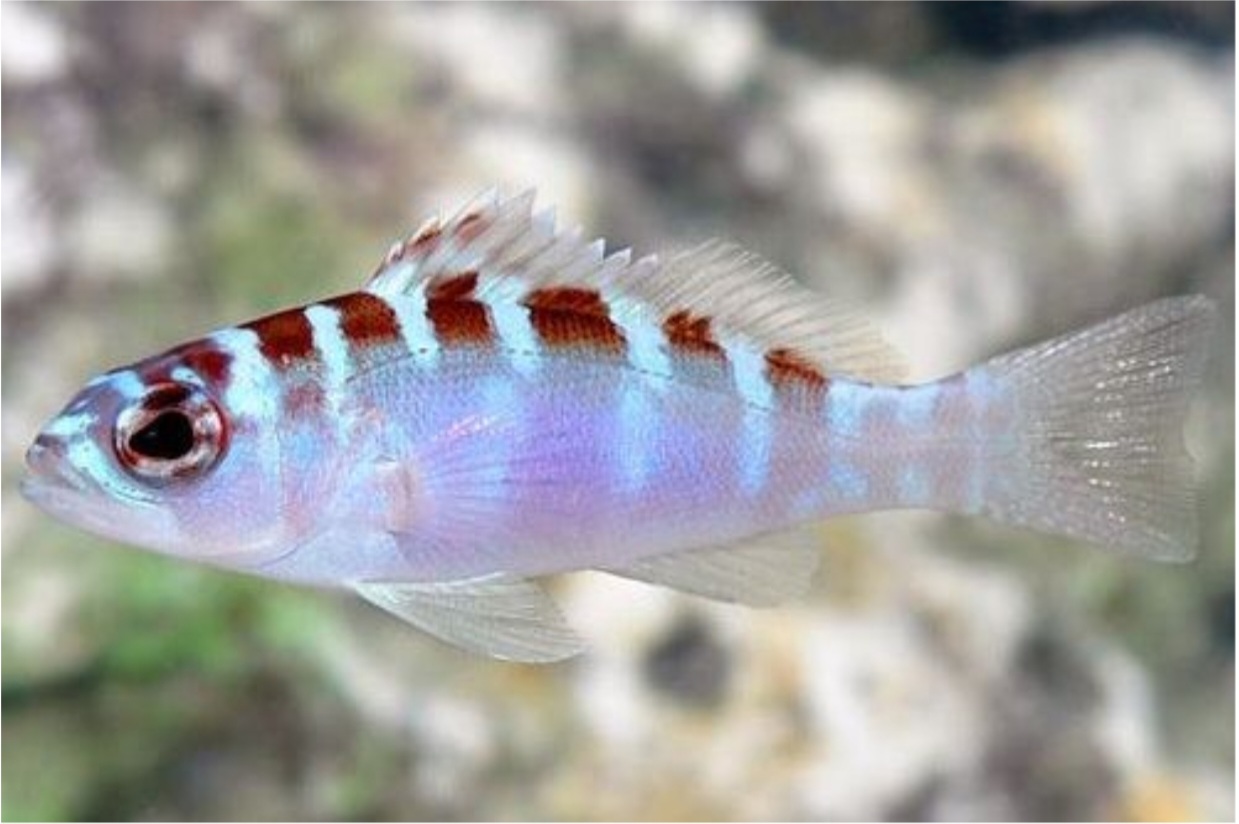 Ikan Hias Air Laut: Jenis, Manfaat Memelihara, dan Cara Memeliharanya