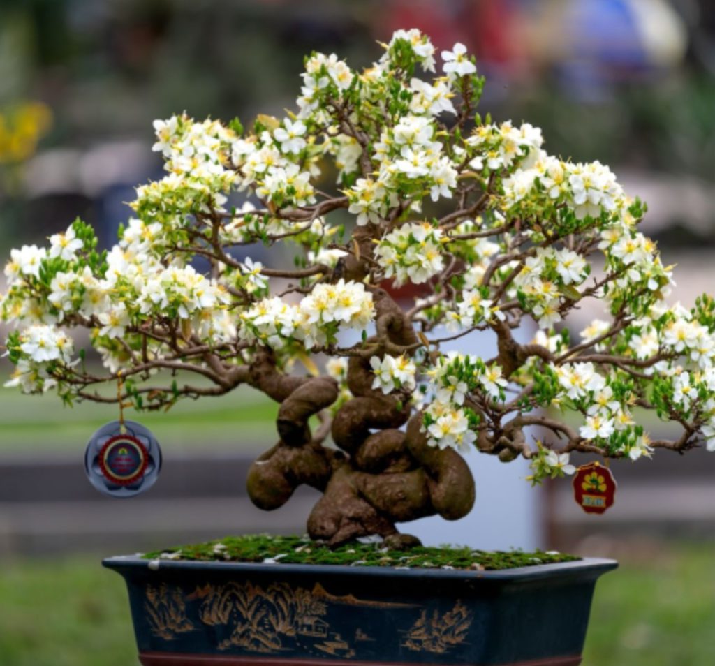 Mengenal Bentuk, Kriteria, dan Jenis Tanaman Bonsai