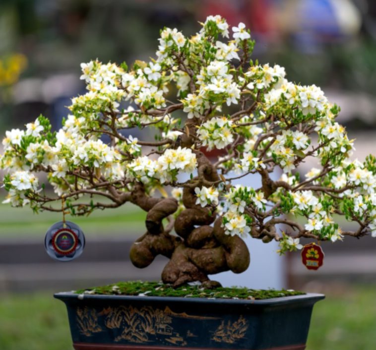 Mengenal Bentuk, Kriteria, dan Jenis Tanaman Bonsai