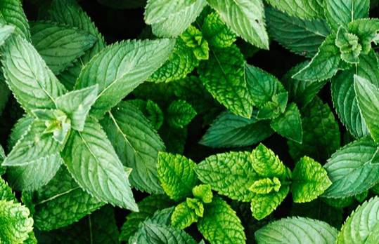 14 Jenis Tanaman Herbal yang Paling Ampuh dan Wajib Dimiliki!