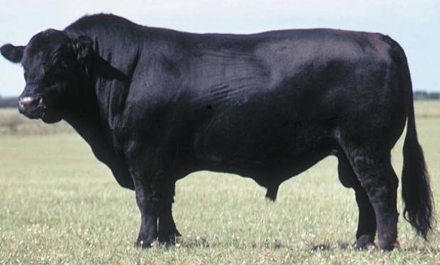 10 Hewan Termahal Di Dunia - Best Seller Gramedia