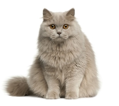 Mengenal Kucing British Longhair Beserta Ciri-Ciri dan Fakta Menariknya