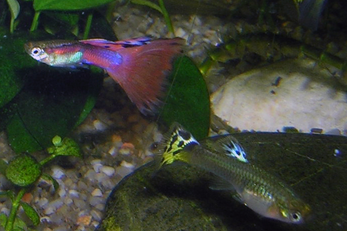 Jenis Ikan Gupi Berdasarkan Spesies, Ekor, Pola Tubuh, dan Pola Ekornya