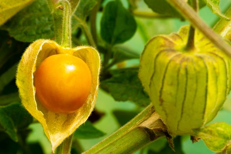 20 Manfaat Daun Ciplukan, Mampu Menurunkan Kadar Kolesterol!