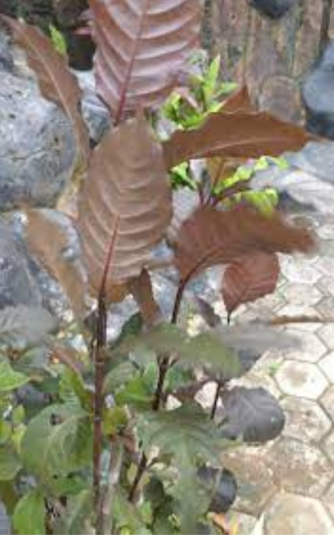 14 Manfaat Daun Ungu dan Khasiatnya Bagi Kesehatan Tubuh!