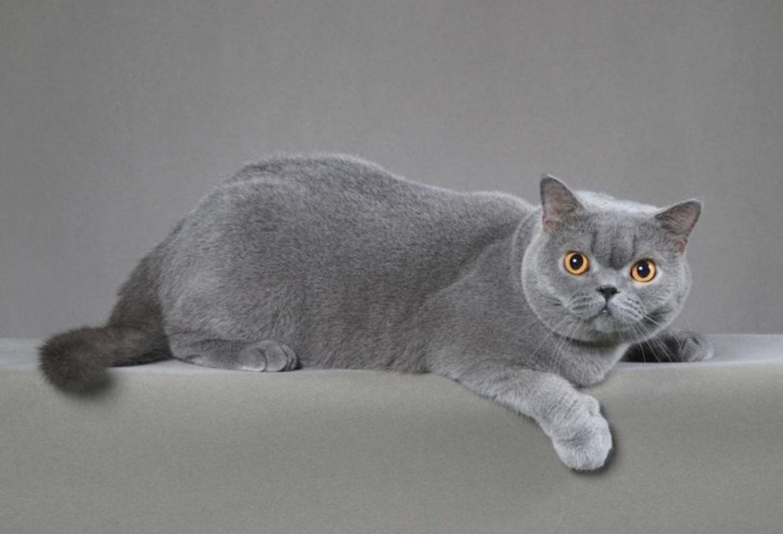 10 Kucing Termahal di Dunia & Langkah Merawatnya - Gramedia.com