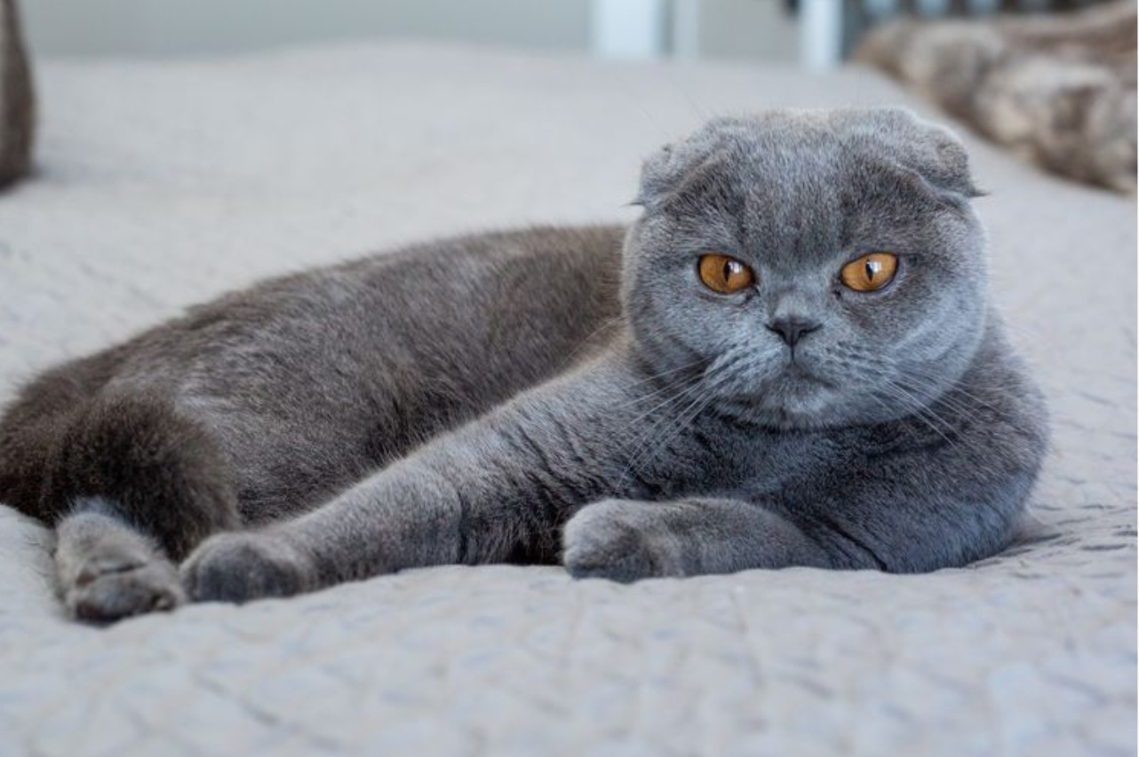 10 Kucing Termahal di Dunia & Langkah Merawatnya - Gramedia.com