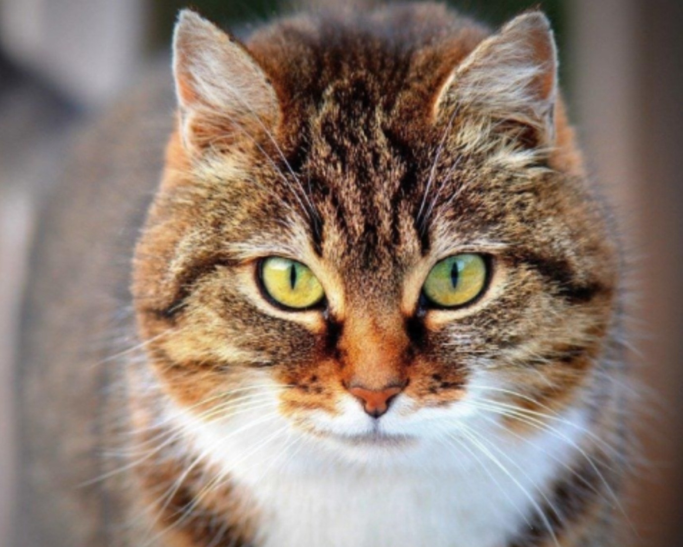 Kisaran Harga Kucing Anggora Terbaru - Best Seller Gramedia