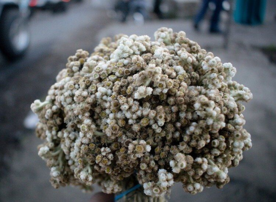 7 Fakta Bunga Edelweis: Alasan Tak Boleh Dipetik dan Mitos Lainnya