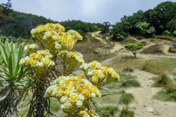 7 Fakta Bunga Edelweis: Alasan Tak Boleh Dipetik dan Mitos Lainnya
