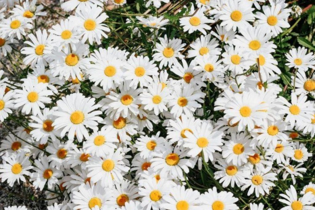 Daftar Nama-Nama Bunga dari A-Z - Best Seller Gramedia