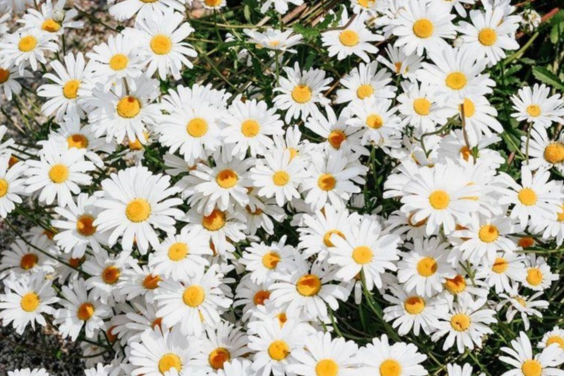 Daftar Nama-Nama Bunga dari A-Z - Best Seller Gramedia