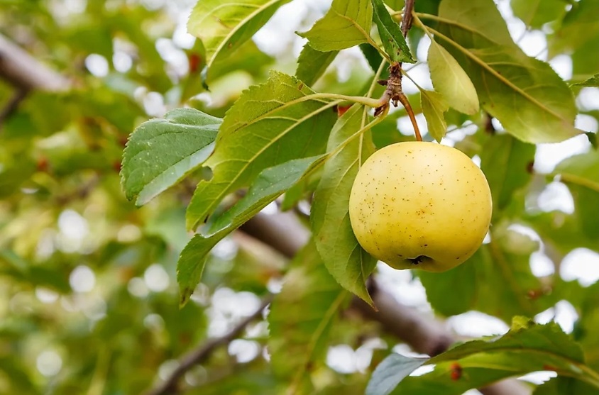Ragam Jenis Apel dan Manfaatnya Bagi Tubuh - Best Seller Gramedia