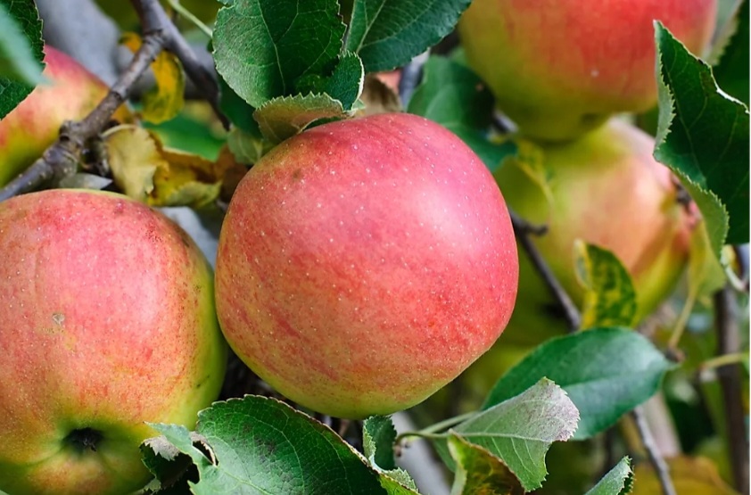 Ragam Jenis Apel dan Manfaatnya Bagi Tubuh - Best Seller Gramedia