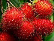 Mengenal 10 Jenis-Jenis Rambutan serta Manfaat, Risiko, & Penanaman