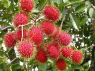 Mengenal 10 Jenis-Jenis Rambutan serta Manfaat, Risiko, & Penanaman