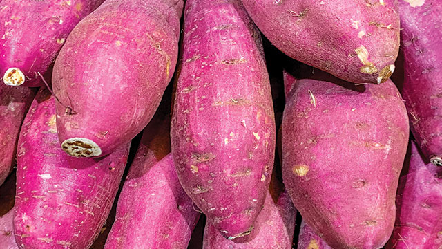 15 Jenis Tanaman Palawija: Si Sumber Pangan Pengganti Sejuta Manfaat