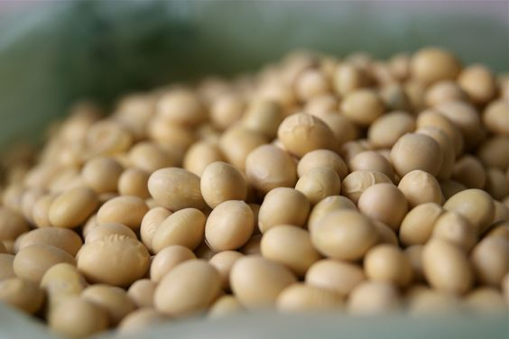 15 Jenis Tanaman Palawija: Si Sumber Pangan Pengganti Sejuta Manfaat