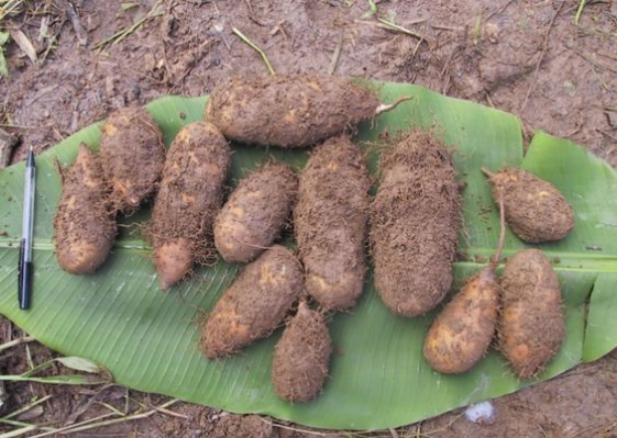 15 Jenis Tanaman Palawija: Si Sumber Pangan Pengganti Sejuta Manfaat