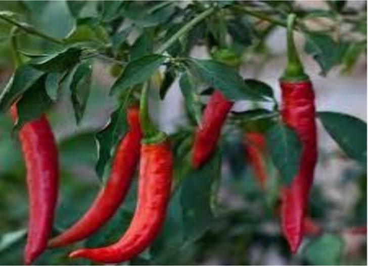 Jenis-jenis Cabai dan Karakteristiknya yang Menentukan Level Kepedasan