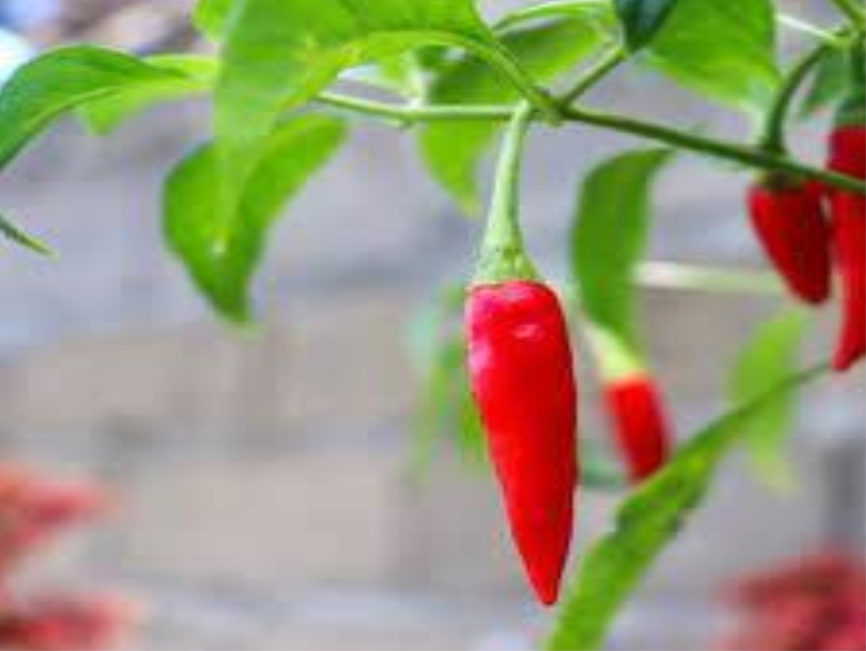 Jenis-jenis Cabai dan Karakteristiknya yang Menentukan Level Kepedasan